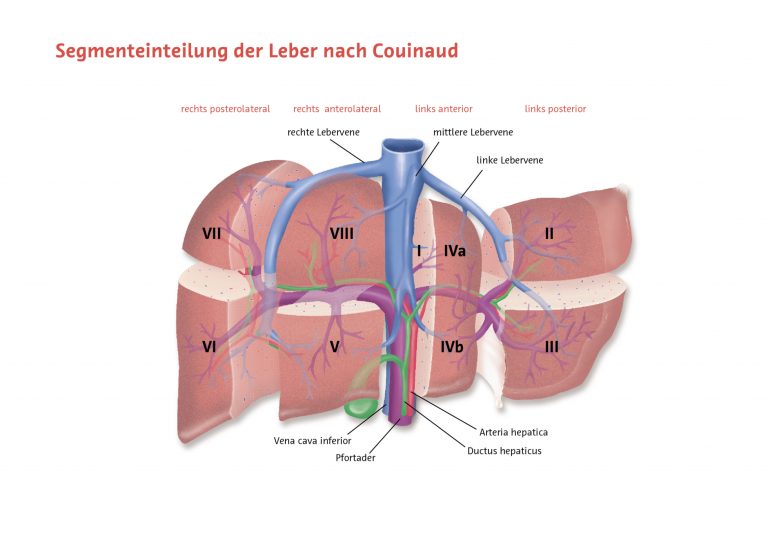 Lebersegmente nach Couinaud – BBMG – Medical Marketing und Design aus ...